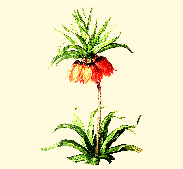 REBENTAR NA PRIMAVERA EM 3 ACTOS